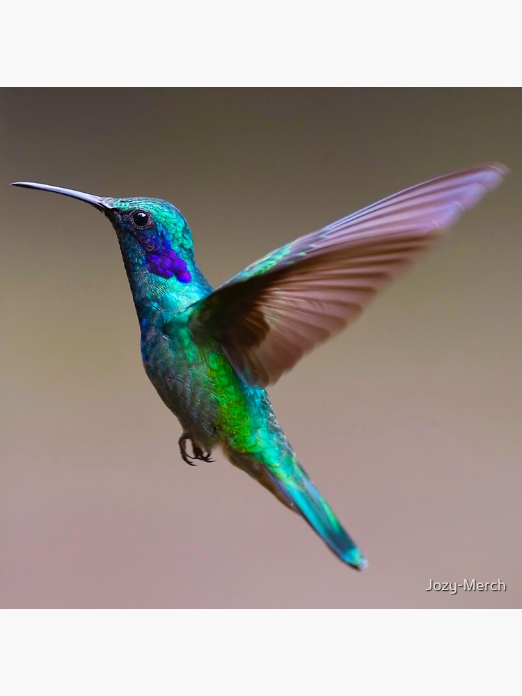 "Pesky Bird Grian" Sticker for Sale by Jozy-Merch | Redbubble