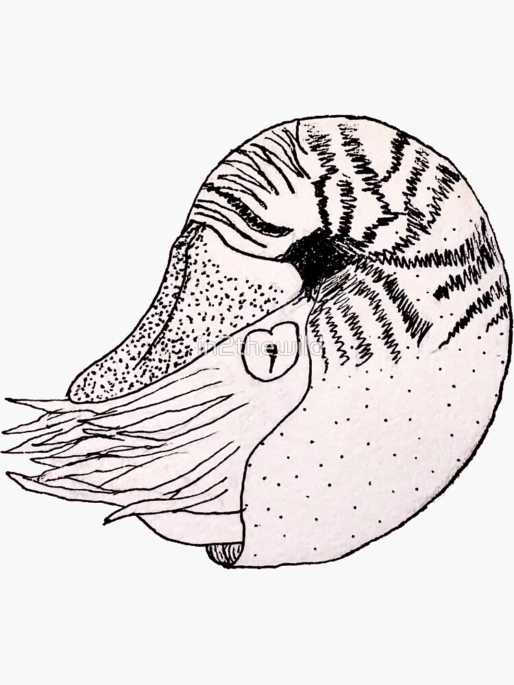 "Nautilus 2" Sticker for Sale by in2thewild | Redbubble