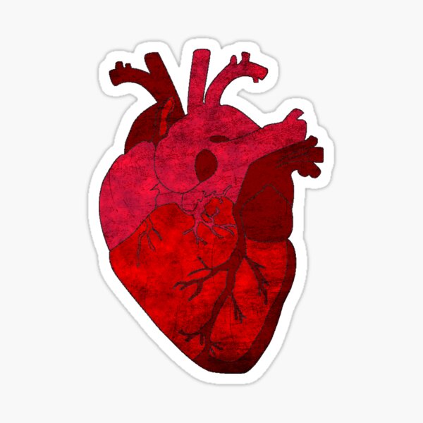 "Human heart." Sticker by Adelidaw | Redbubble