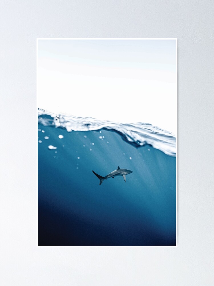 "Shark Underwater" Poster for Sale by coolmerchplanet | Redbubble