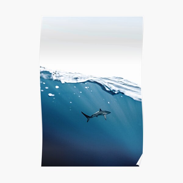 "Shark Underwater" Poster for Sale by coolmerchplanet | Redbubble