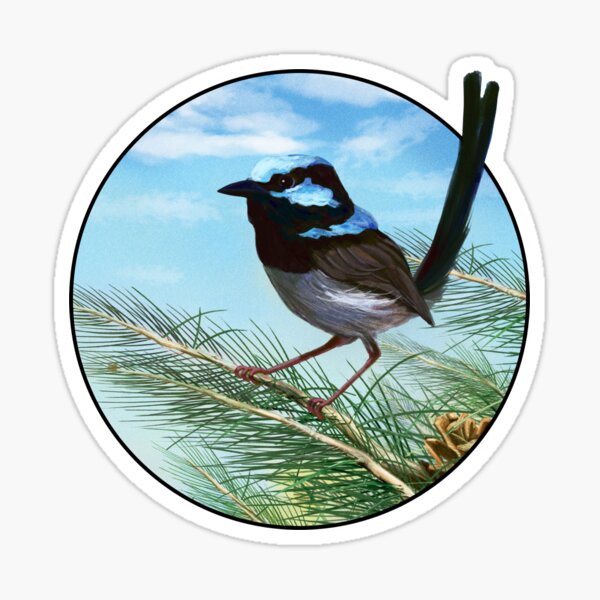 "Australian Fairy-wren Bird" Sticker for Sale by AnthonyPascoe | Redbubble