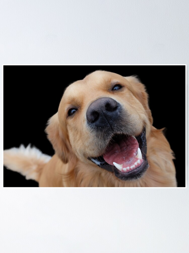 "happy doggo" Poster by bradaroni | Redbubble