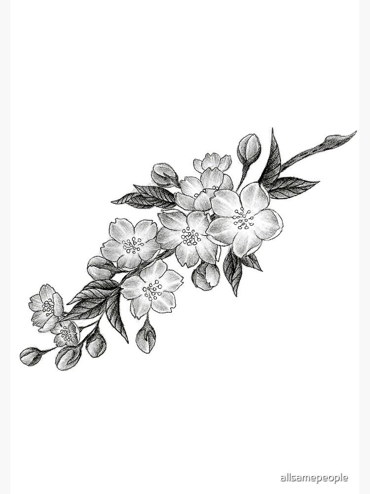 "sakura pencil drawing" Art Print for Sale by allsamepeople | Redbubble