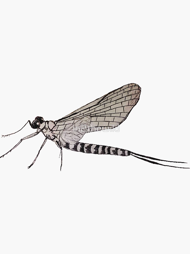 "mayfly" Sticker for Sale by in2thewild | Redbubble