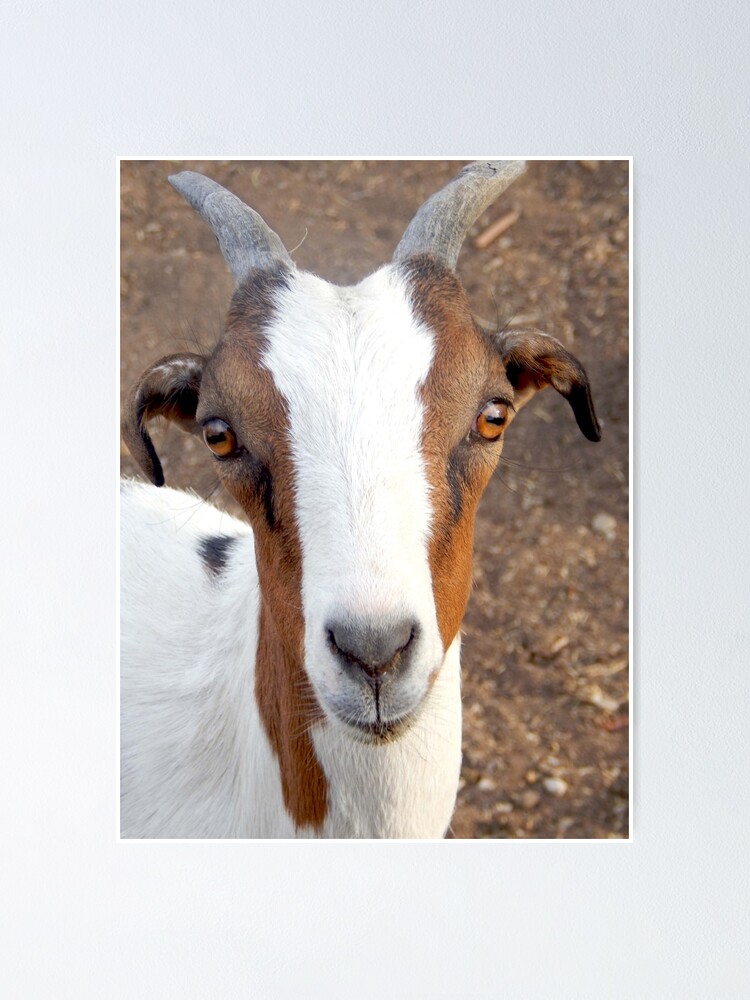"silly goat face" Poster for Sale by 3bubblez | Redbubble