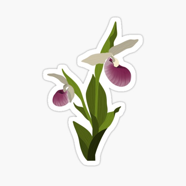 "Lady slipper" Sticker for Sale by Lneumann2 | Redbubble