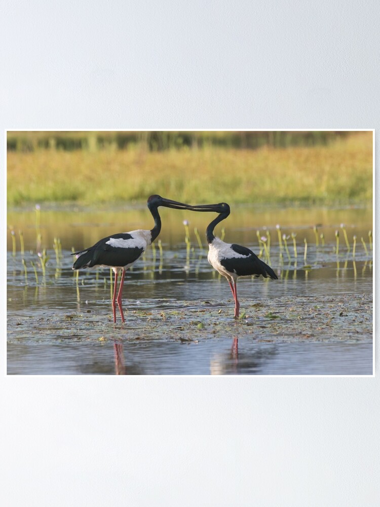 "The Stork Kiss" Poster for Sale by byronbackyard | Redbubble