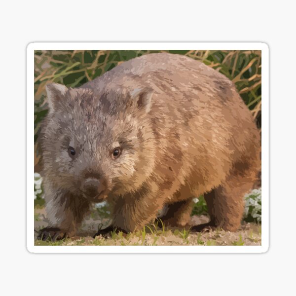 "Wombat " Sticker by PetrusijanA | Redbubble