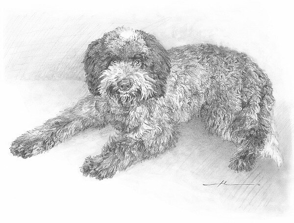 "curly hair dog drawing" by mike theuer | Redbubble