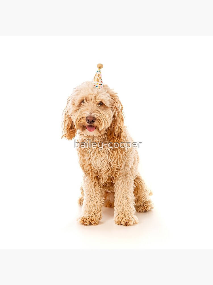 "Cockapoo dog wearing small party hat" Poster for Sale by bailey-cooper ...