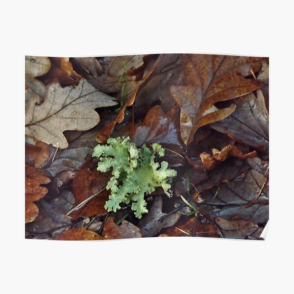 "Lichen" Poster for Sale by Joeyliz | Redbubble