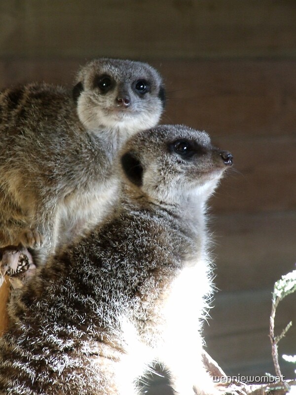 "Smiley Meerkat" by wenniewombat | Redbubble