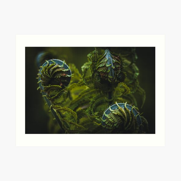 Home Décor Wall Hangings Fern magic Poster etna.com.pe