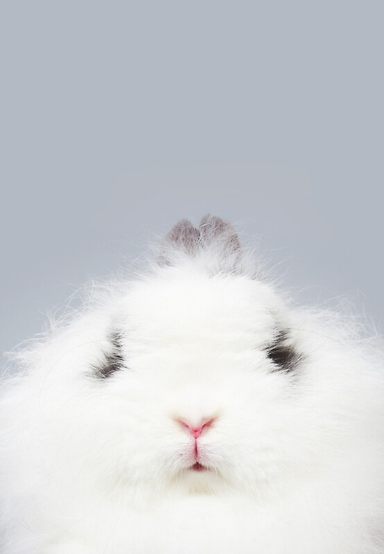 "grumpy rabbit | bunny nose snob fluffy jersey wooly angora dwarf funny ...