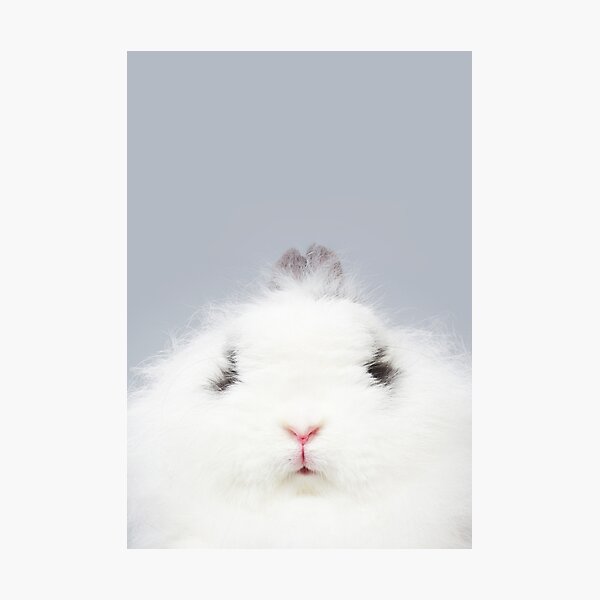 "grumpy rabbit | bunny nose snob fluffy jersey wooly angora dwarf funny ...