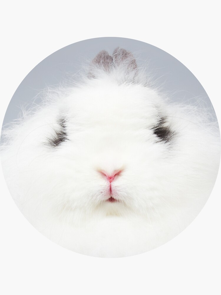 "grumpy rabbit | bunny nose snob fluffy jersey wooly angora dwarf funny ...