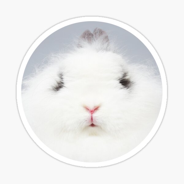 "grumpy rabbit | bunny nose snob fluffy jersey wooly angora dwarf funny ...