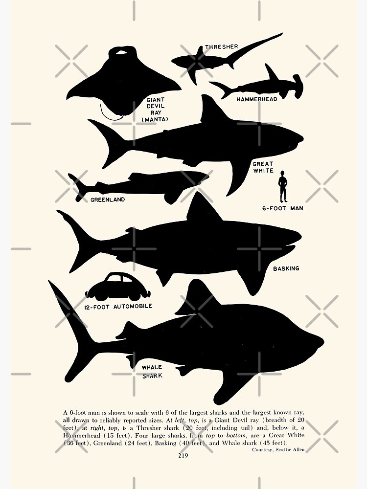 "1963 Vintage Shark Size Comparison Chart" Spiral Notebook for Sale by ...