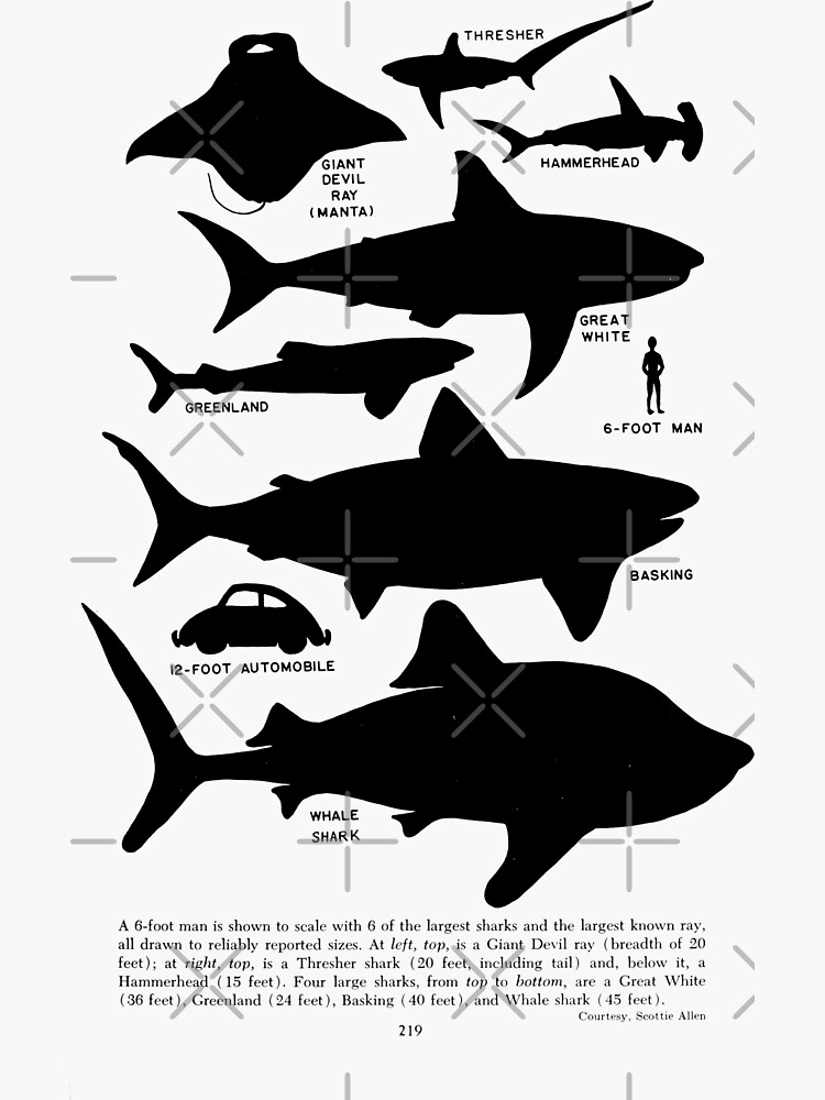 "1963 Vintage Shark Size Comparison Chart" Sticker for Sale by ...