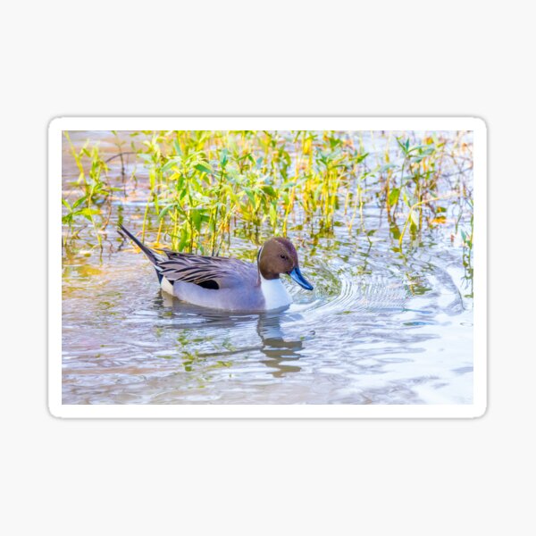 "Waterfowl" Sticker for Sale by AspenWillow | Redbubble
