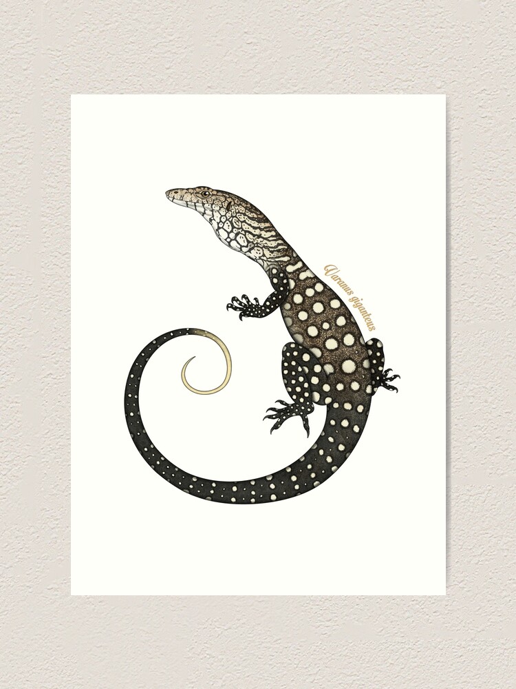 "Perentie (Varanus giganteus)" Art Print for Sale by miss-varanus ...