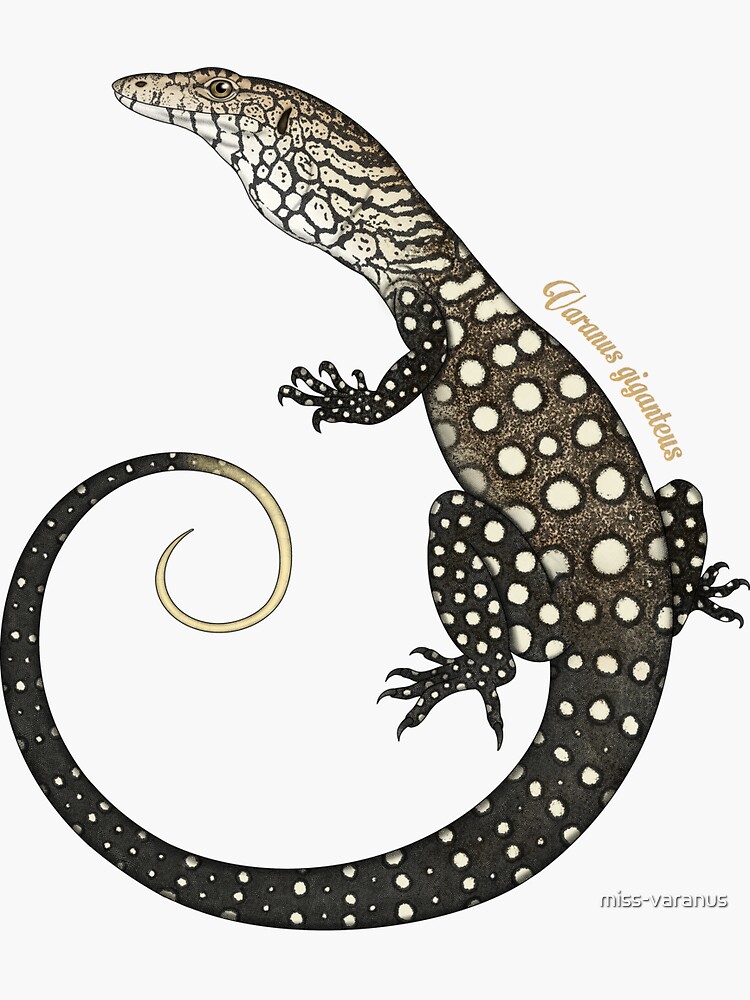 "Perentie (Varanus giganteus)" Sticker for Sale by miss-varanus | Redbubble