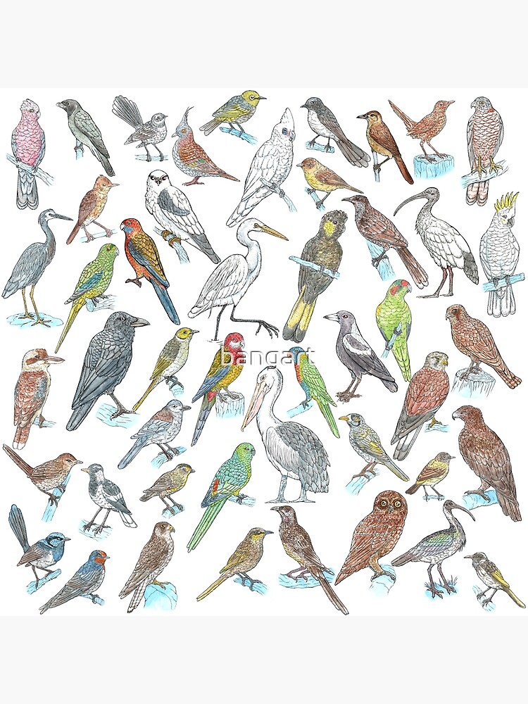 "Collection of South Australian Birds" Poster by bangart | Redbubble