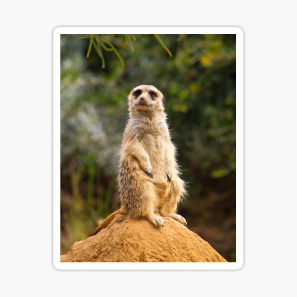 "Meerkat" Sticker by ppddesigns | Redbubble