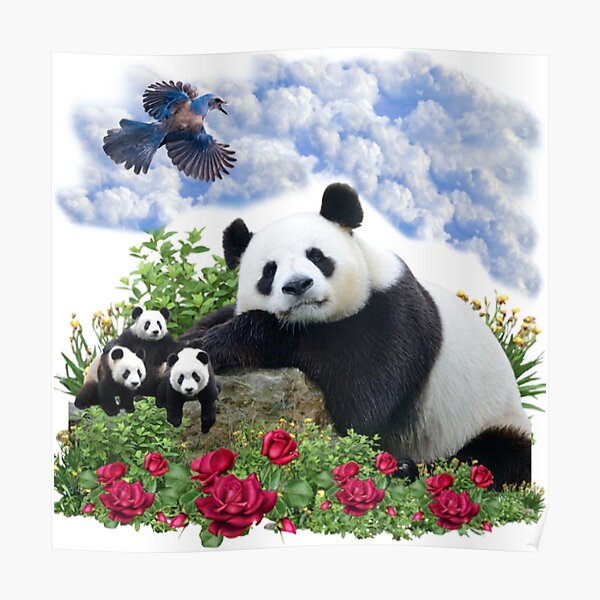 "The little red Panda is a predator with prehensile claws and sharp ...