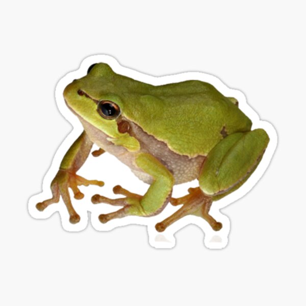 "Happy Frog" Sticker for Sale by froglibrary | Redbubble