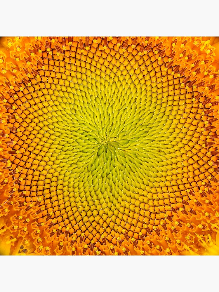 Sunflower Pattern Fibonacci
