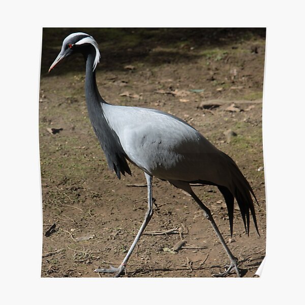"Striding along - Crane bird" Poster by Penni | Redbubble