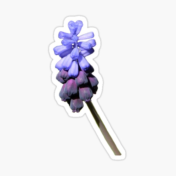 "Grape Hyacinths" Sticker for Sale by hummingbirds | Redbubble