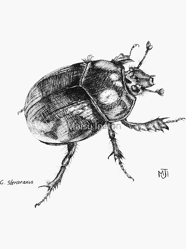"Dor Beetle Design" Sticker for Sale by Maisy-Inston | Redbubble