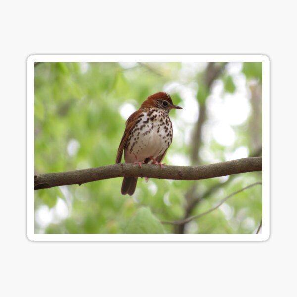 Wood Thrush Gifts & Merchandise for Sale | Redbubble