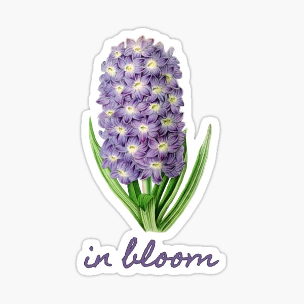 "Purple Hyacinth" Sticker by hashnan21 | Redbubble