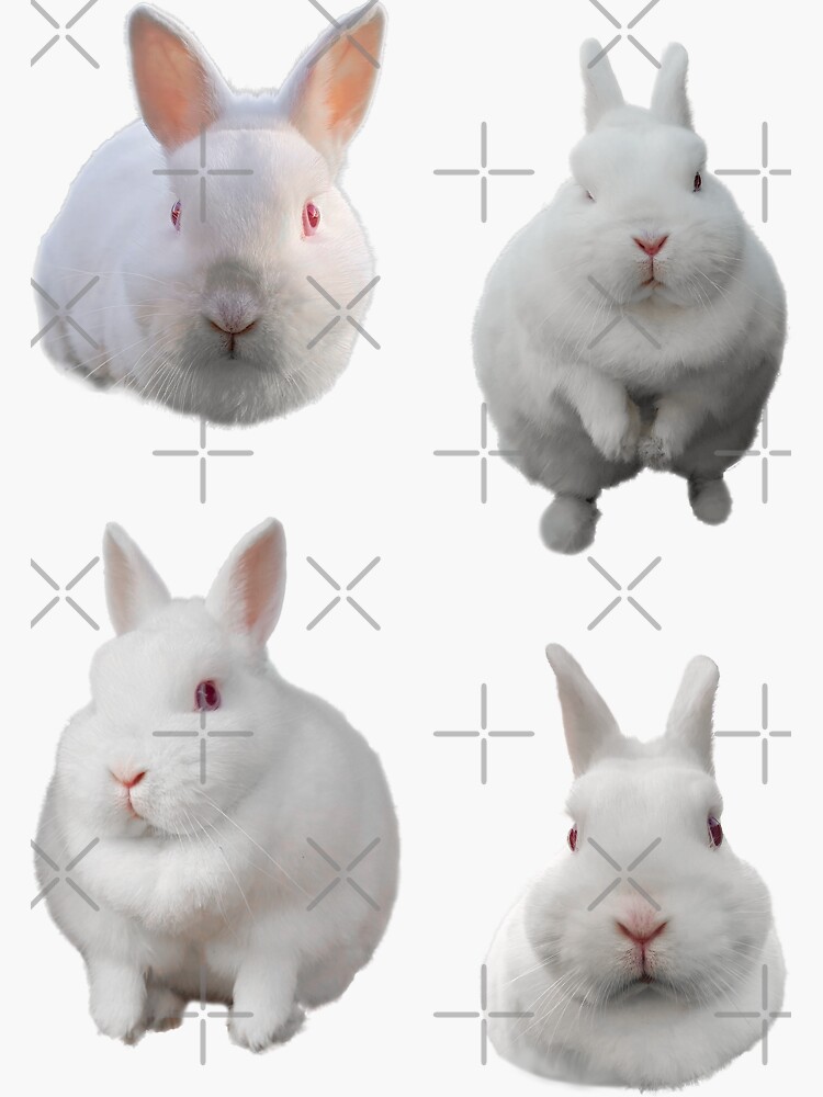 "Albino dwarf bunny" Sticker for Sale by felinefeelings | Redbubble