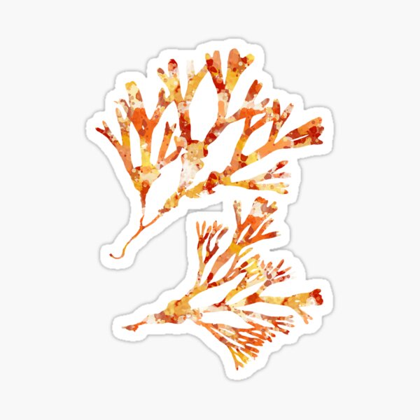 "Ocean Seaweed" Sticker for Sale by rollosphotos | Redbubble