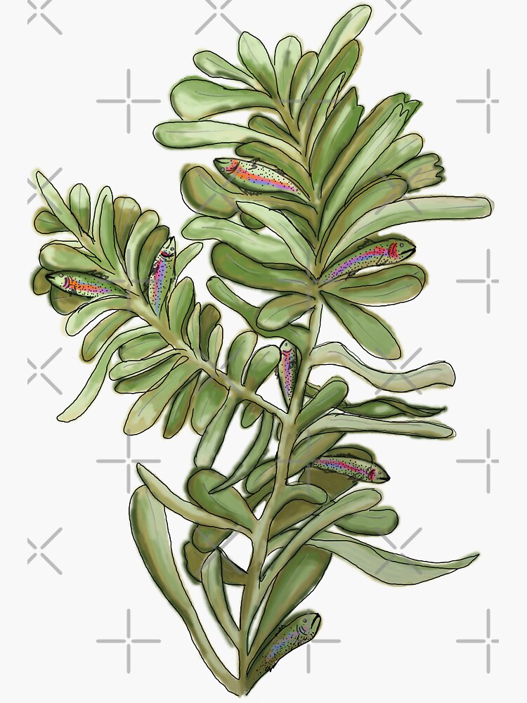 "Sagefish" Sticker by Rustiques | Redbubble