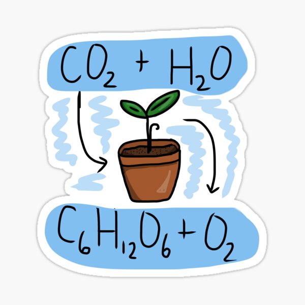 "Cute Plant Photosynthesis Design" Sticker for Sale by junelight19 ...