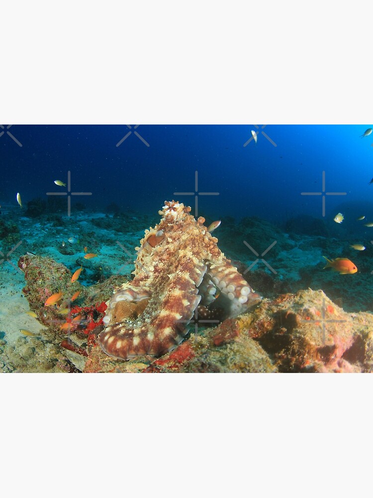 "Blue Ocean Sea Monster Octopus Underwater Scuba Diving Oceanography ...