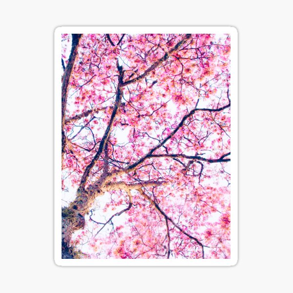 "Sakura Japanese Cherry Blossom Tree" Sticker for Sale by JosAwestuff ...