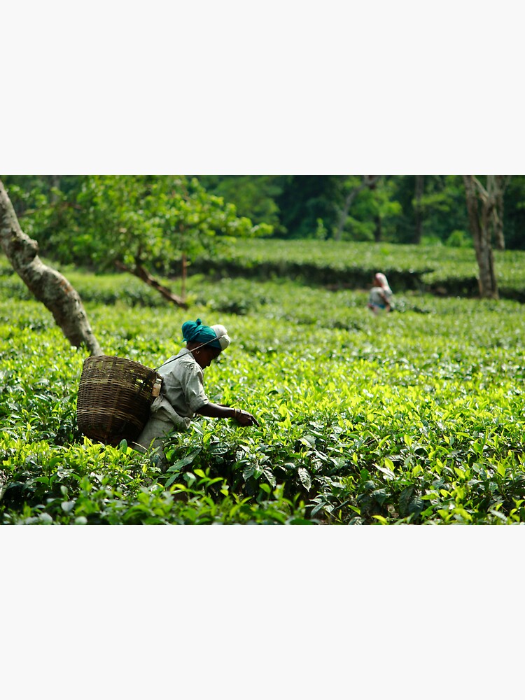 "Tea Plucker" Sticker by Hunterboyxo | Redbubble