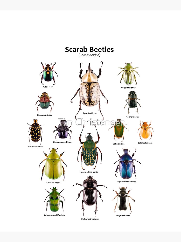 Scarab Beetle Type