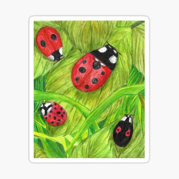 "Four Lovely Ladybirds" Sticker for Sale by Kyleacharisse | Redbubble