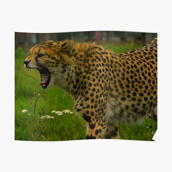 "Cheetah" Poster for Sale by spcphotography | Redbubble