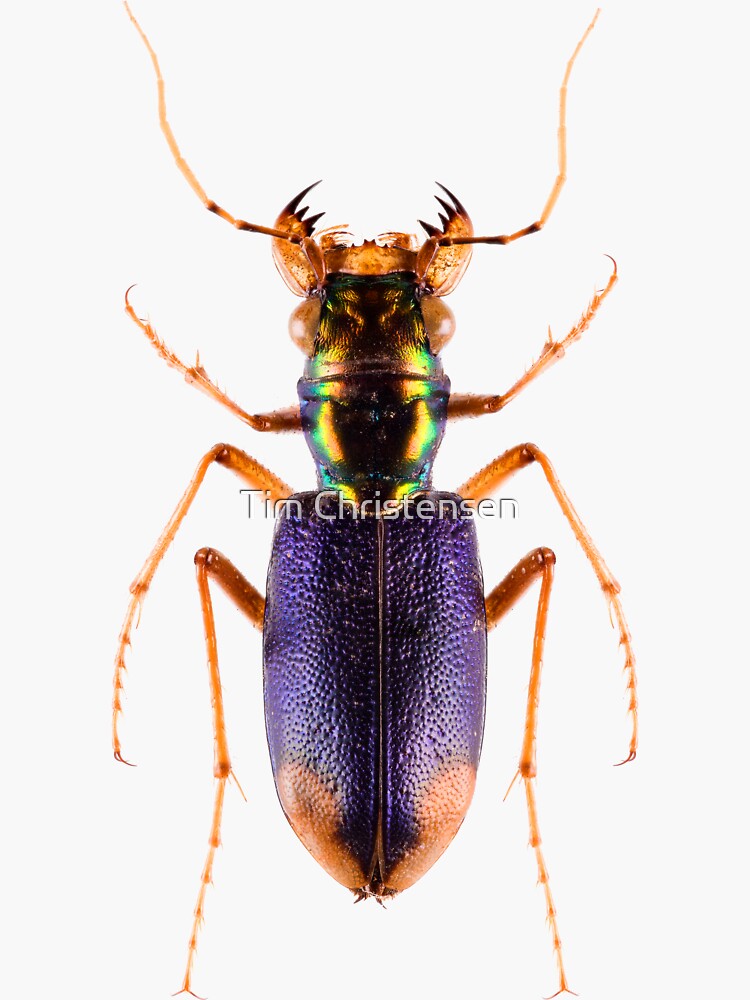 "Metallic Tiger Beetle (Tetracha spixii opulenta)" Sticker by ...