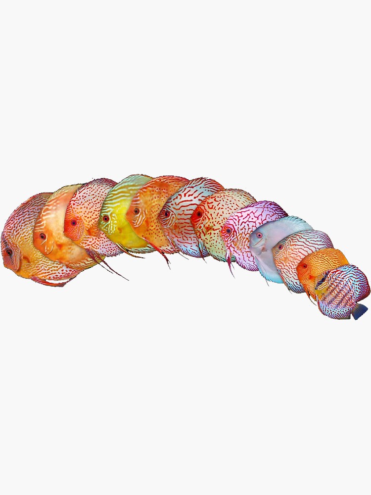 "Discus Fish from Amazon" Sticker for Sale by killies | Redbubble