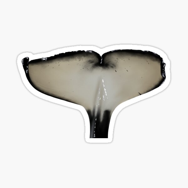 "Male Orca Fluke (Ulises)" Sticker for Sale by Marinarehder | Redbubble